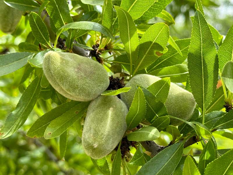 Mandeltre, 'Robijn', 100 cm barrot, H2-3 | Plukkselv.no