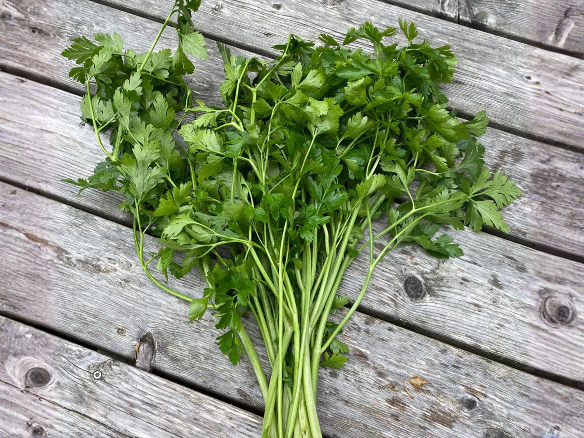 Persille,blad - Gigante di Napoli - økologiske frø | Plukkselv.no