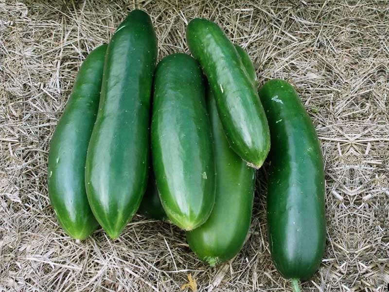 Agurk type Shintokiwa frilandsagurk - økologiske frø | Plukkselv.no