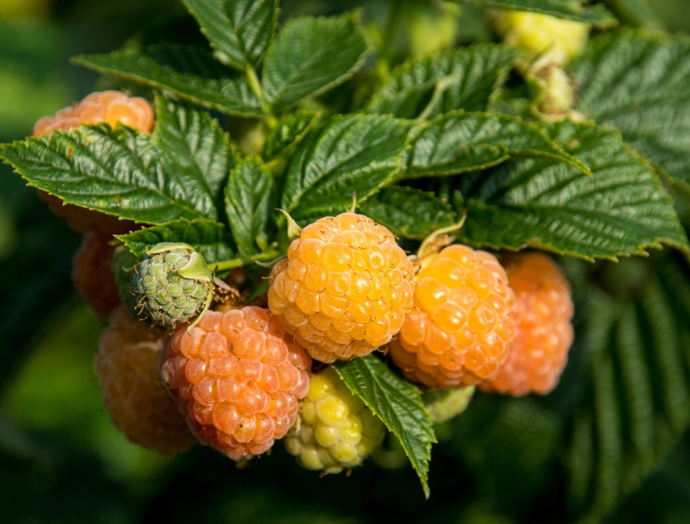 UNIKT! Gule bringebær Fallgold - flerårig bærbusk barrotsplante, H6-H7 ...