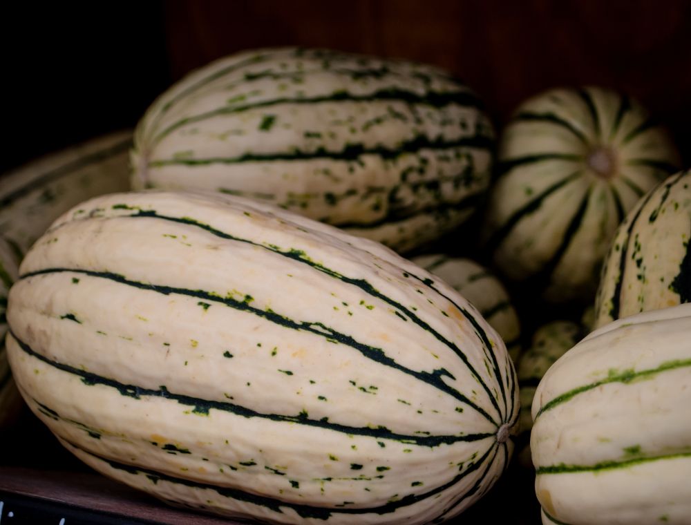 Gresskar Delicata - økologiske frø | Plukkselv.no