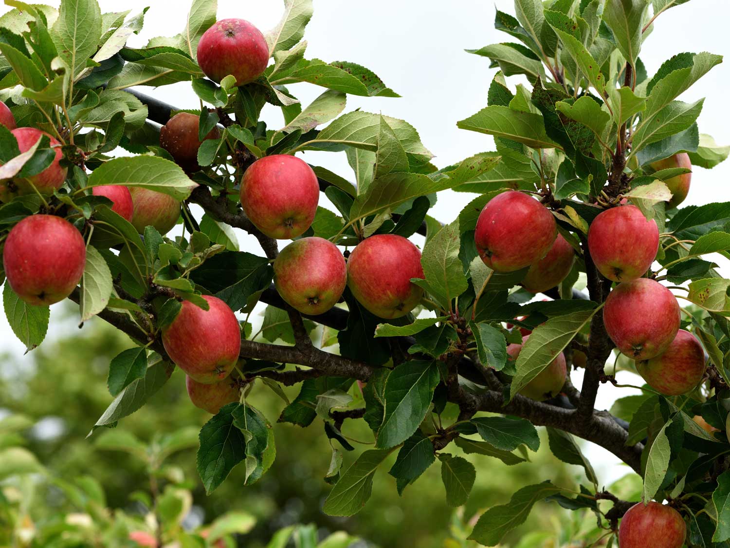 Epletrær - dyrking og stell | Plukkselv – Plukkselv.no