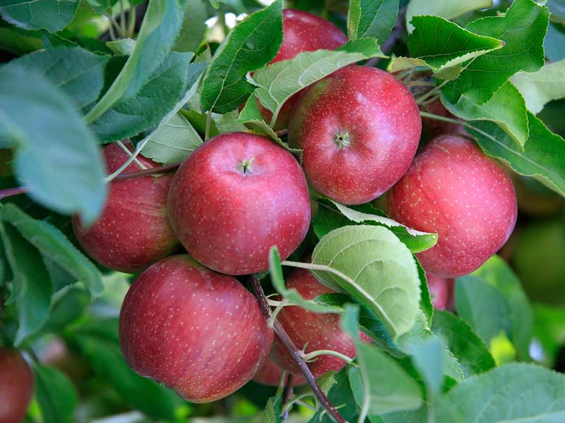 Epletrær - dyrking og stell | Plukkselv – Plukkselv.no