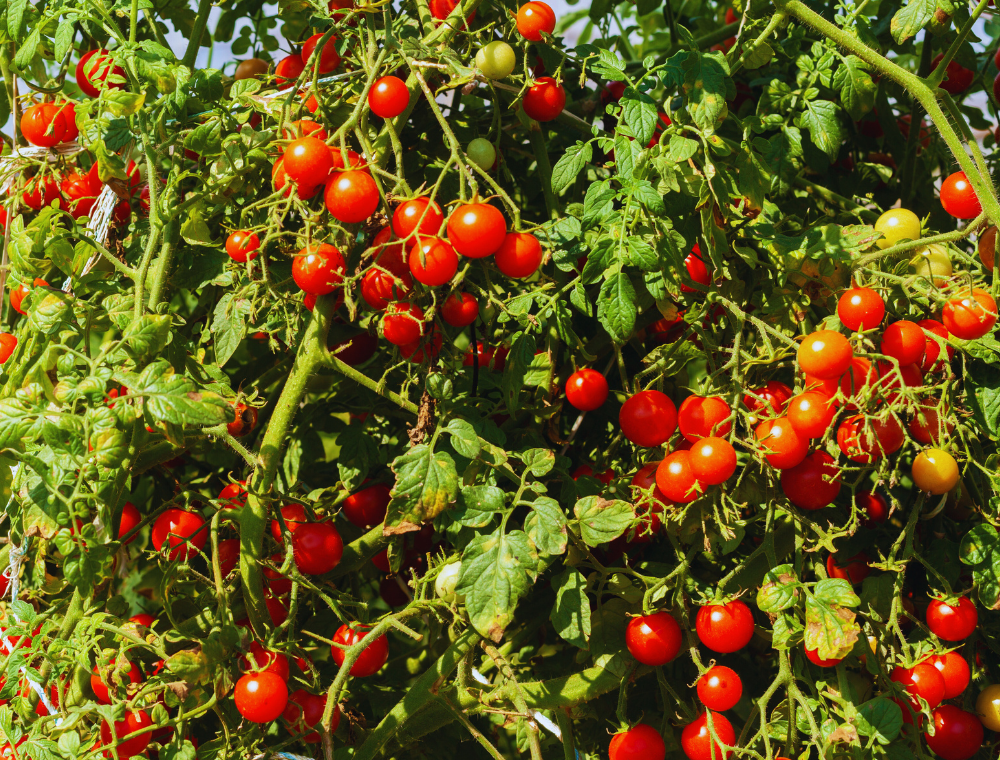 Tomat, busk, cherry Baby boomer, frø | Plukkselv.no