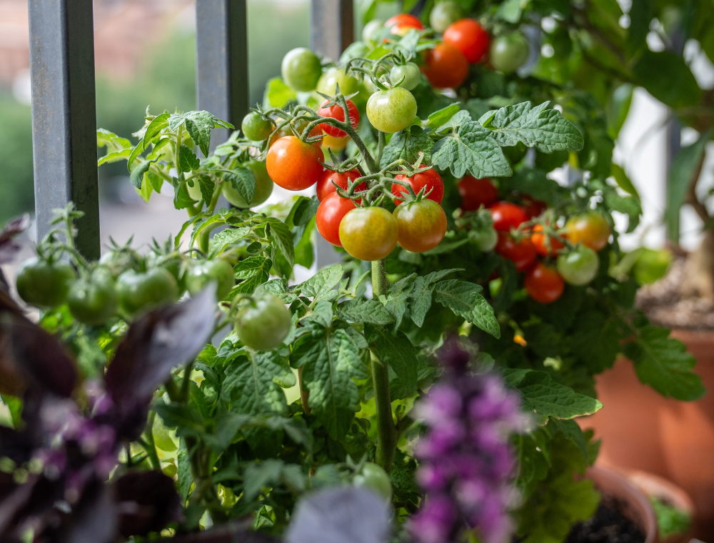 Tomat, busk, friland, potte cherry Veranda Red, frø | Plukkselv.no