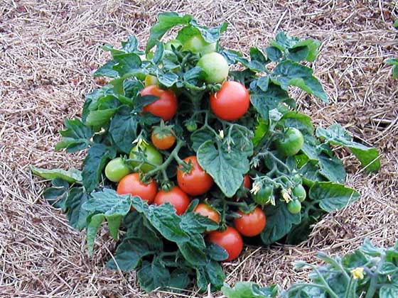 Tomat for pallekarm/potte, Tiny Tim, frø | Plukkselv.no