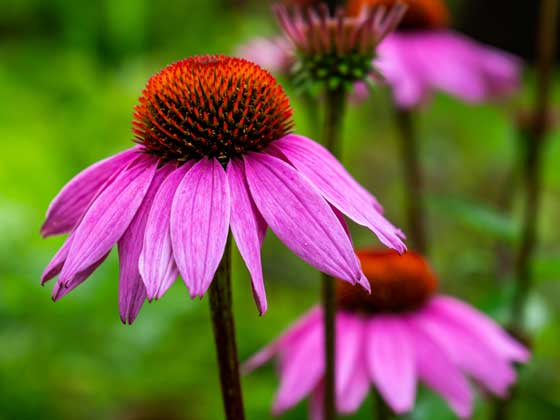 Solhatt/purpursolhatt, rød Starlight - flerårige frø H4 | Plukkselv.no