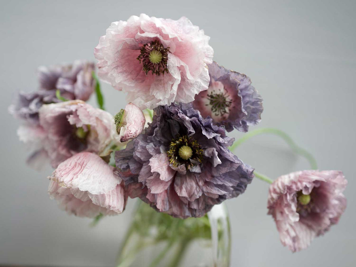 Valume, Kornvalmue Mother of Pearl, frø - H5 | Plukkselv.no