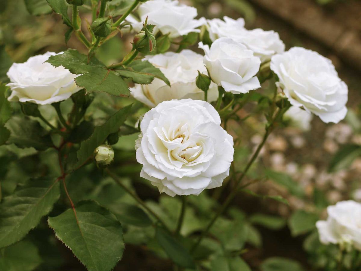 Rose A-kvalitet, busk-, Annapurna, hvit - 1 stk barrot H3 | Plukkselv.no