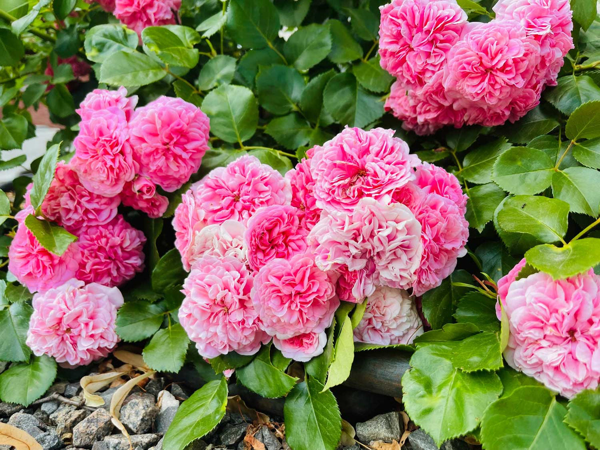 Rose A-kvalitet, busk-, Thérèse Bugnet, rosa - 1 stk barrot H6-7 ...