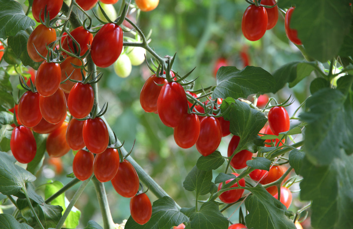 Tomat cherry Sunpeach F1, frø | Plukkselv.no