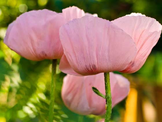 Orientvalmue, Papaver Orientale Mrs. Perry - pakke á 1 stk ...