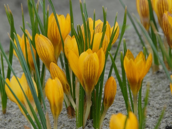 Krokus gul med bronsestriper, Dorothy - 20 stk flerårige blomsterløk ...
