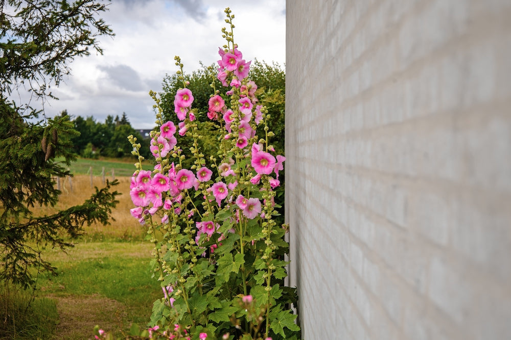 Stokkrose, Alcea Rosea enkel rosa - pakke á 1 stk barrotstauder H4 ...