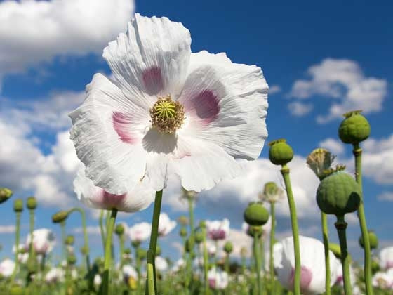 Valmue Elka - frø H8 | Plukkselv.no