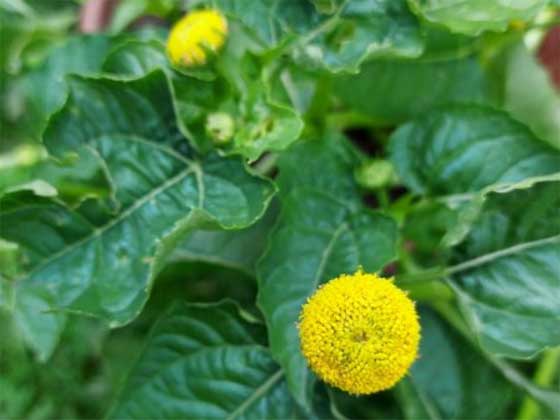 Electric Daisy, champagneblad, tannpineurt - økologiske frø | Plukkselv.no