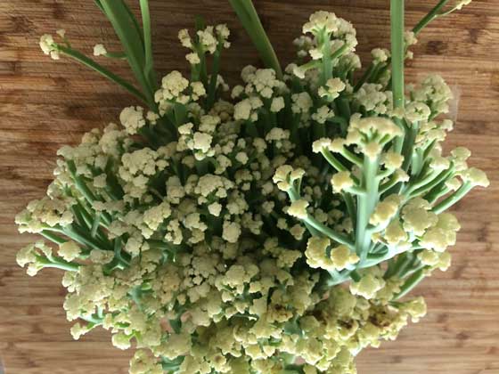 Blomkål blumini F1 - frø | Plukkselv.no